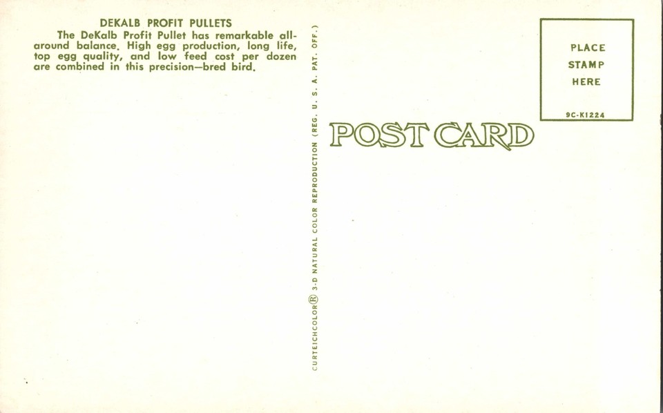 Dekalb Chix Profit Pullets Balanced-Bred High Egg Production Bird ...