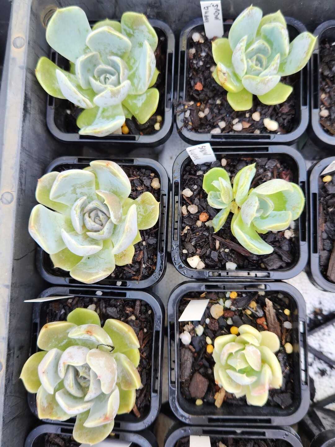 Snow Bunny - Echeveria succulent with established root ball | eBay