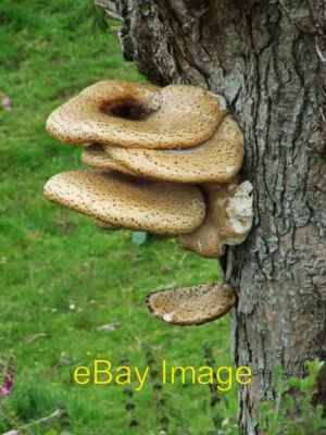 Photo 6x4 Fungus on dead tree Inverkip Each ring of fungus (Polyporous ...