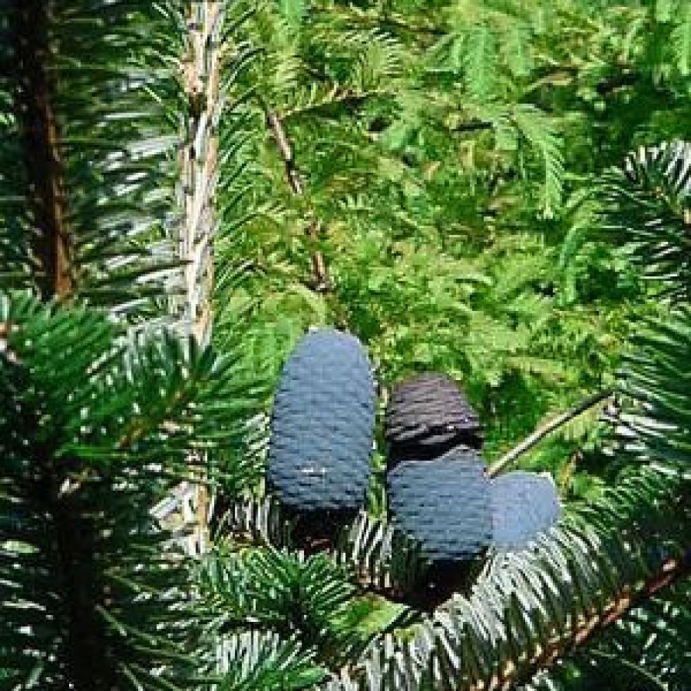 FABER FIR Abies Fabri - 25+ SEEDS | eBay