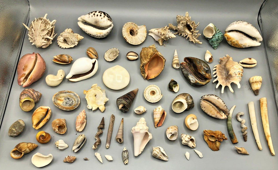 Ocean Sea Shell Lot Medium & Small Volute Spider Speckled Conch ...