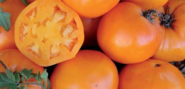 Nebraska Wedding Tomato Seeds - 25 Seeds | eBay