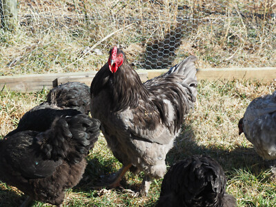 10++ Blue/Black/Splash Brahma Hatching Eggs | eBay