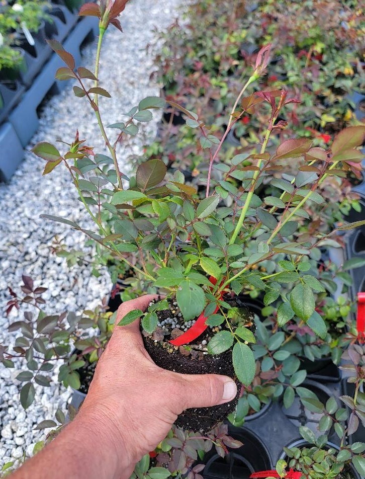 Red Double Knock Out® Rose - Live Plant ( 1 QT ) | eBay