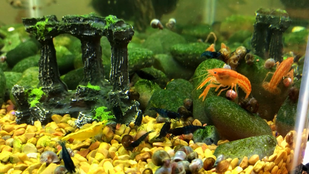 LIVE Mexican Dwarf Crayfish - Bright Orange!!! - Perfect for Smaller ...
