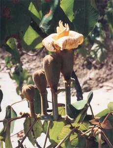 Ochroma Pyramidale - 10 Seeds - Balsa Wood Tree Lagopus | eBay