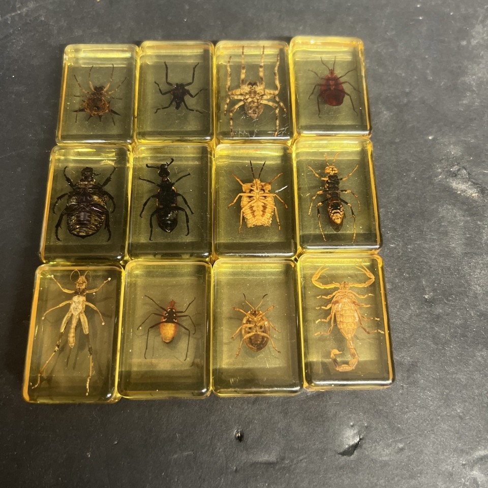 Vintage Insect Bugs in acrylic Lucite resin block Set Of 12 | eBay