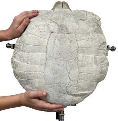 Giant Fossilized Turtle Shell | eBay