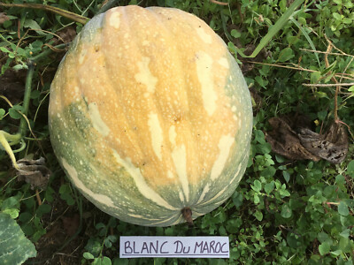 Pumpkin BLANC Du MAROC-LOVES HOT WEATHER,SWEET & SMOOTH FLESH-Min 15 ...