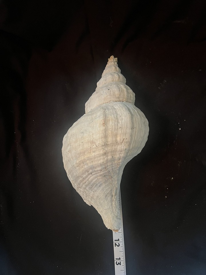 RARE Fossilized HORSE CONCH Shell From Central Florida, Pliocene Era ...