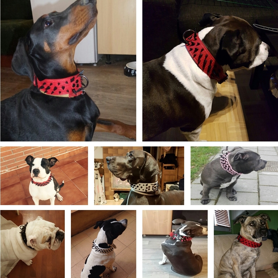 2" Wide Sharp Spiked Studded Leather Dog Collars For Pitbull Mastiff ...