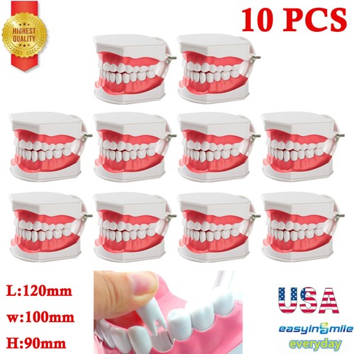 10Pcs Dental Colgate(Large) Tooth Model Removable Teeth Typodont With ...