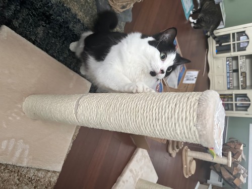 Parla Cat Scratching Post Scratcher Furniture Indoor Tree Tower 24 In ...