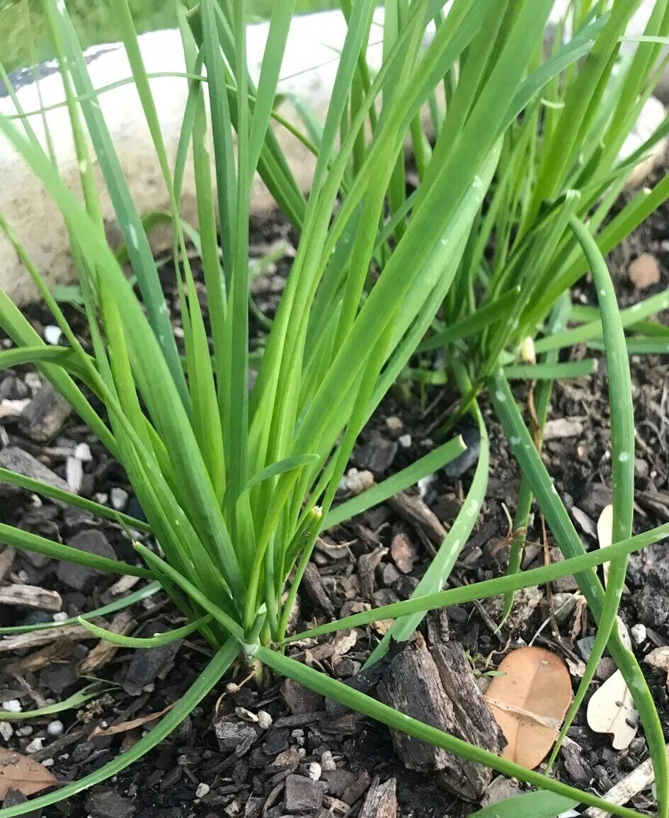 Garlic Chives Roots