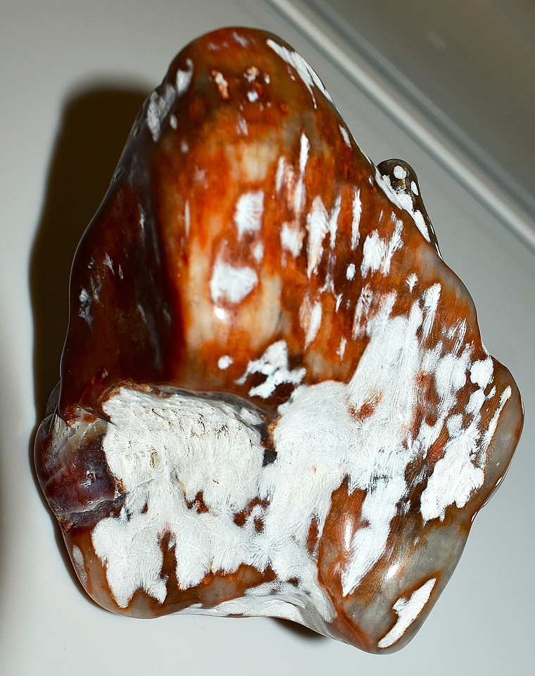 Red Agatized Coral Fossil Stem Sea Tumbled Hot Red Tide Fire Bloom 1.1 ...