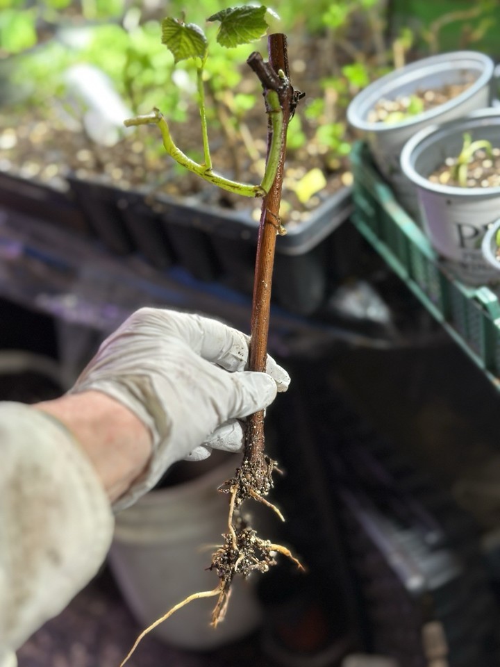 Two Organic Concord Grape live Starter plants 6-15 inches hardy ...