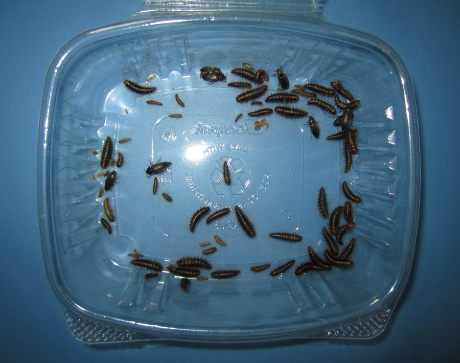 Dermestid Beetles - Starter Colony or Dubia Cleaner Crews - FREE ...