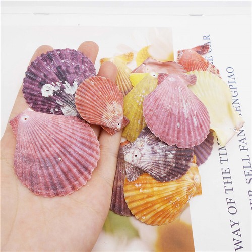 5-pack Bulk Scallop Drilled Fan Shells Seashells For Crafts Art Decor 3 ...