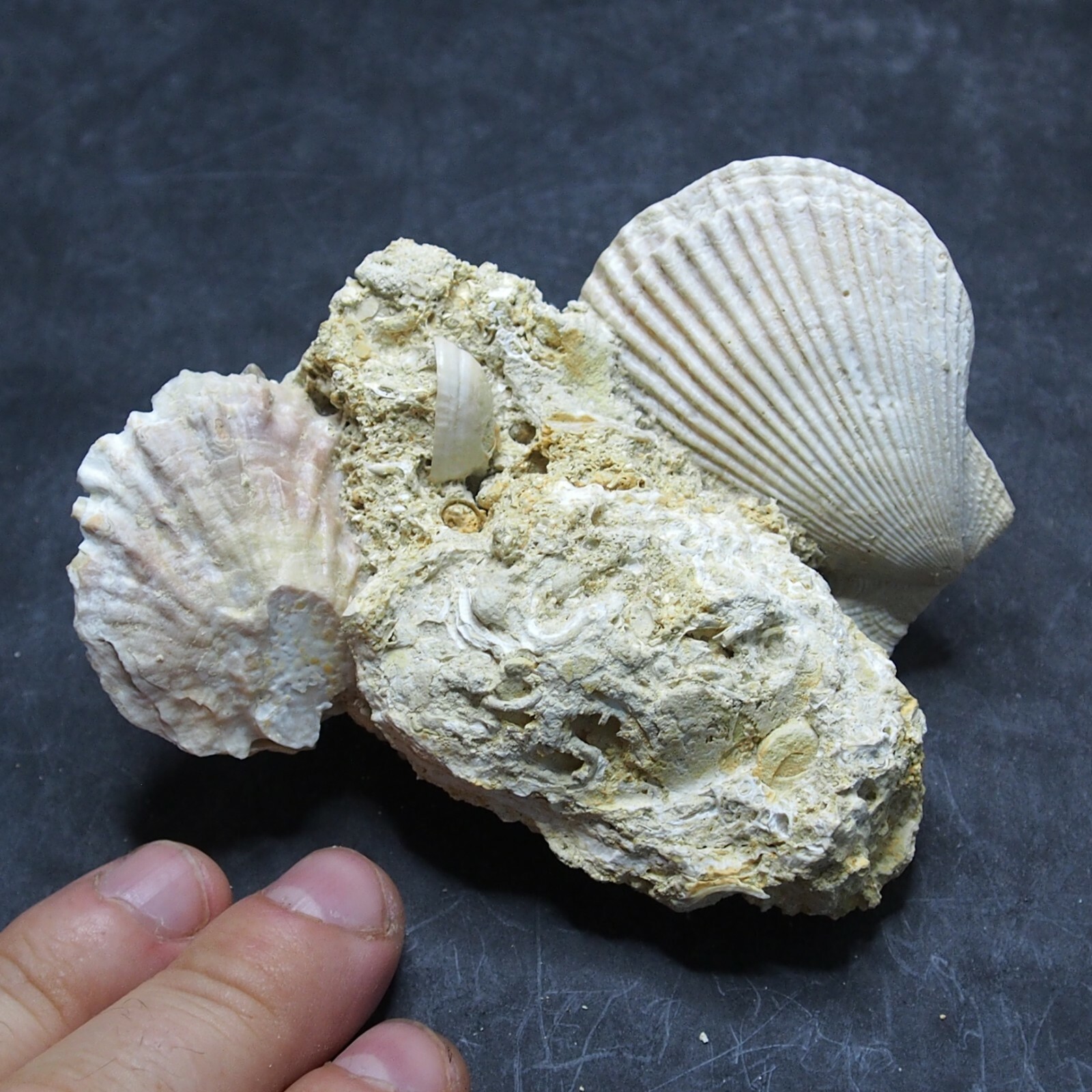 Chlamys Shell