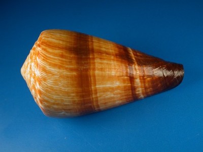 Conus miles, Super Pattern, Large and Heavy, F+++, 94mm, Kwajalein Shell G4223 | eBay