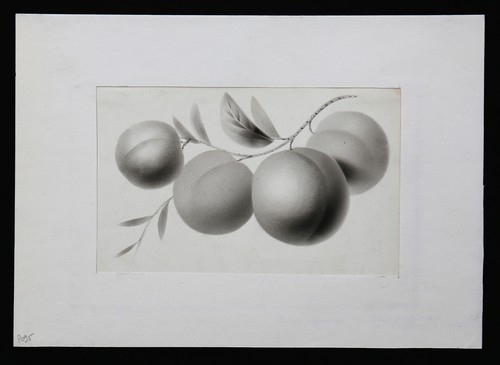 Euphrasia The Singer (1790-1859) Alexandre Parent Du Châtelet Peaches ...