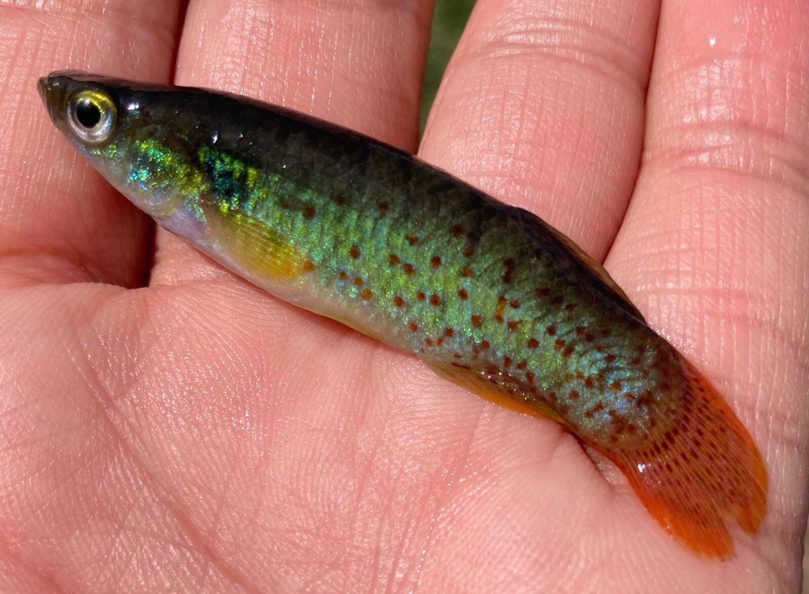 Fundulus notatus killifish species profile >> killi.co.uk