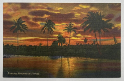 Postcard FL Evening Shadows In Florida Sunset Palm Trees | eBay