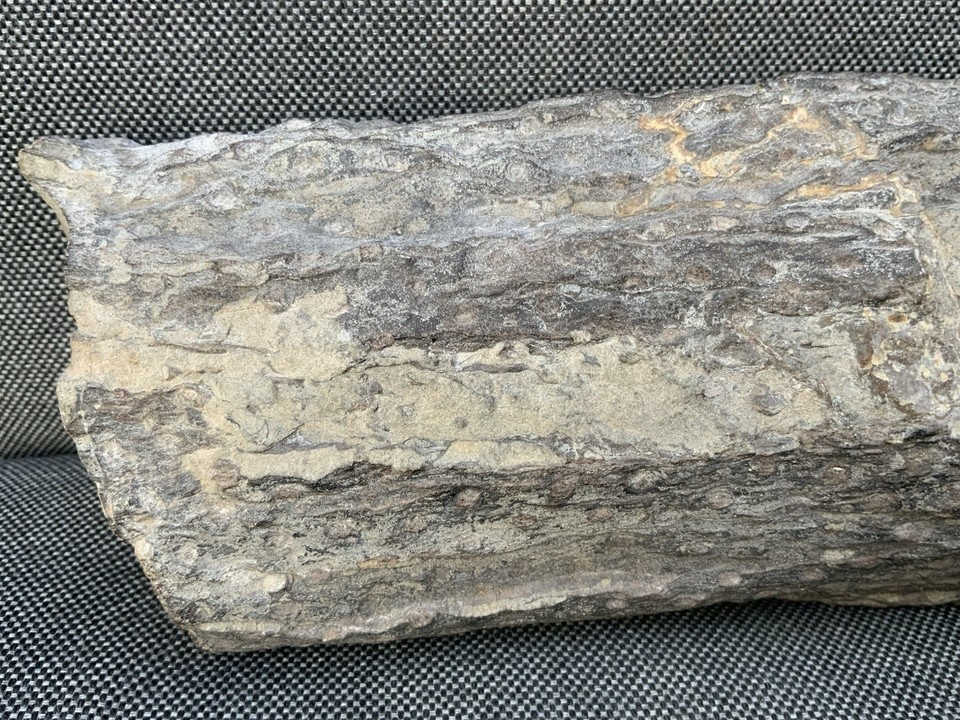Large Stigmaria Fossil Tree Root Specimen, Carboniferous, England | eBay UK