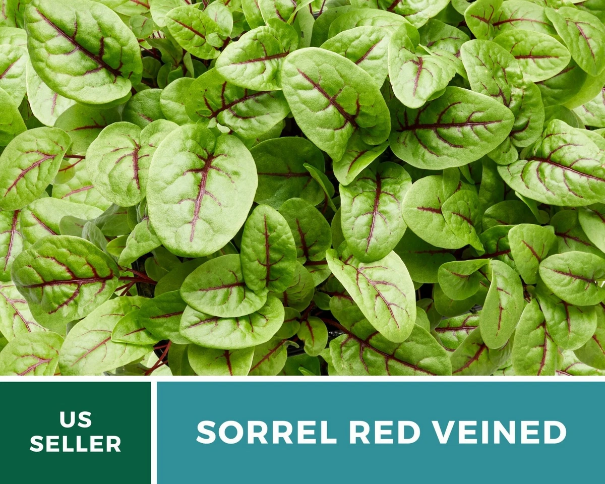 Red Sorrel Leaves