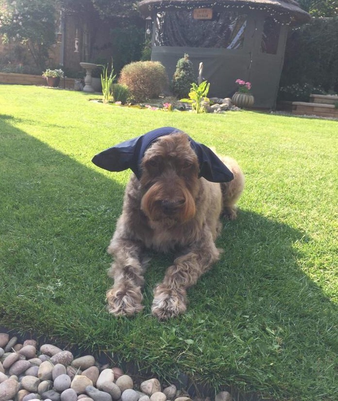 Dogs Ear Protectors/Protection Mutts Ear Mitts® Spaniel, Ear Cover/Hood ...