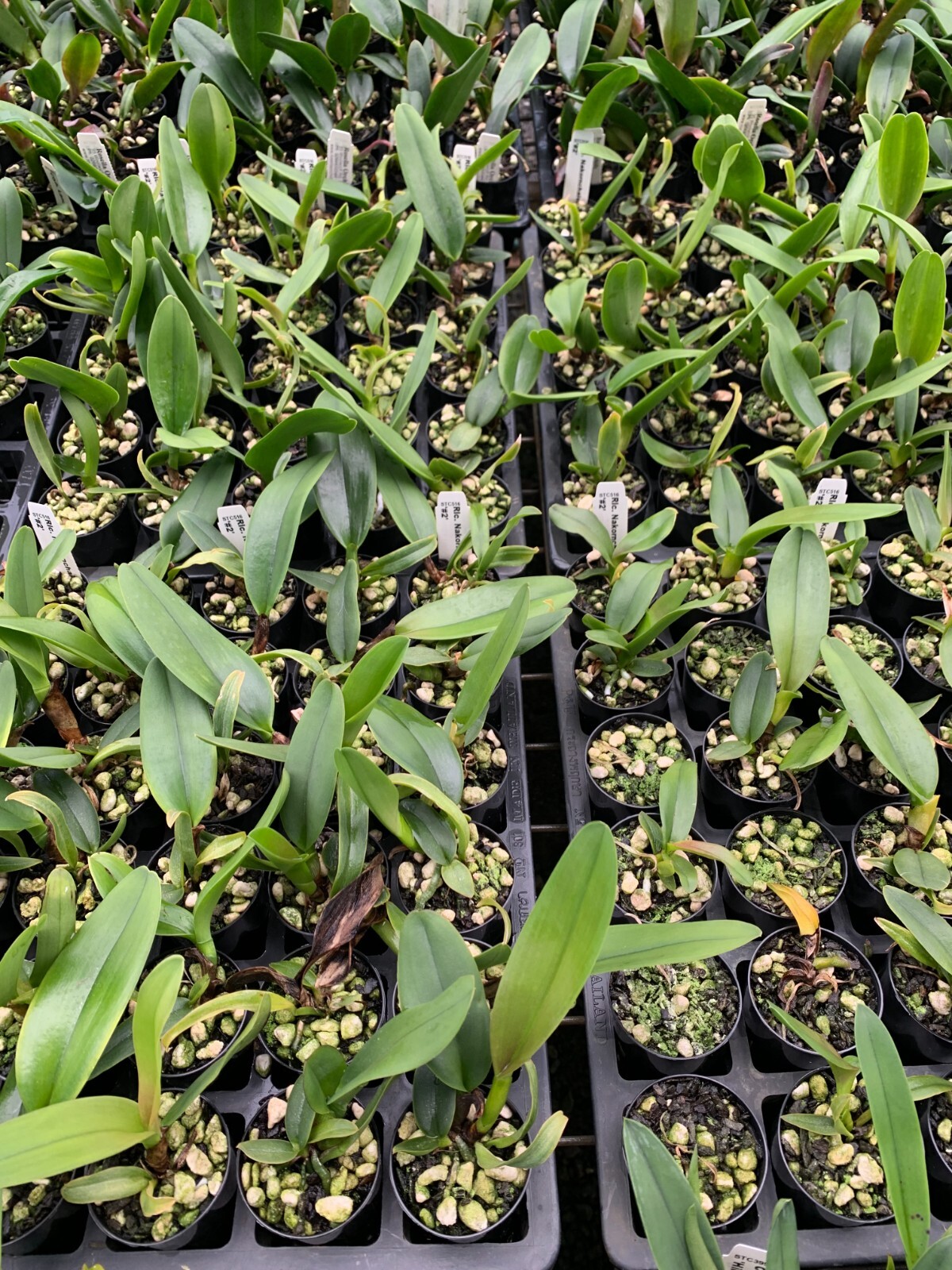 RON Cattleya Orchid Rlc. Nakornchaisri Delight '#2' MERICLONE 50mm Pot ...