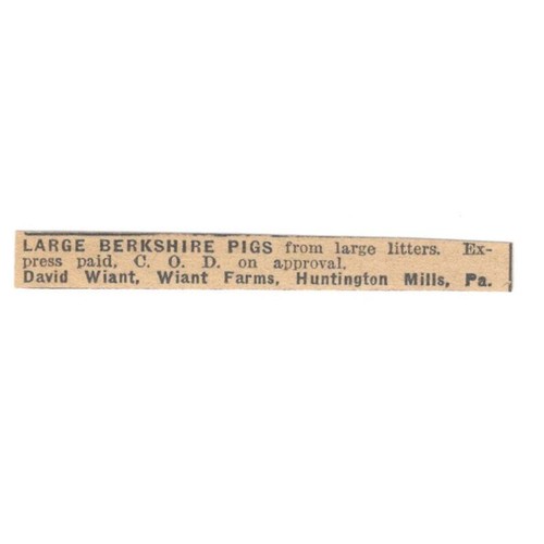 David Wiant Farms Berkshire Pigs Huntington Mills PA 1922 Magazine Ad ...