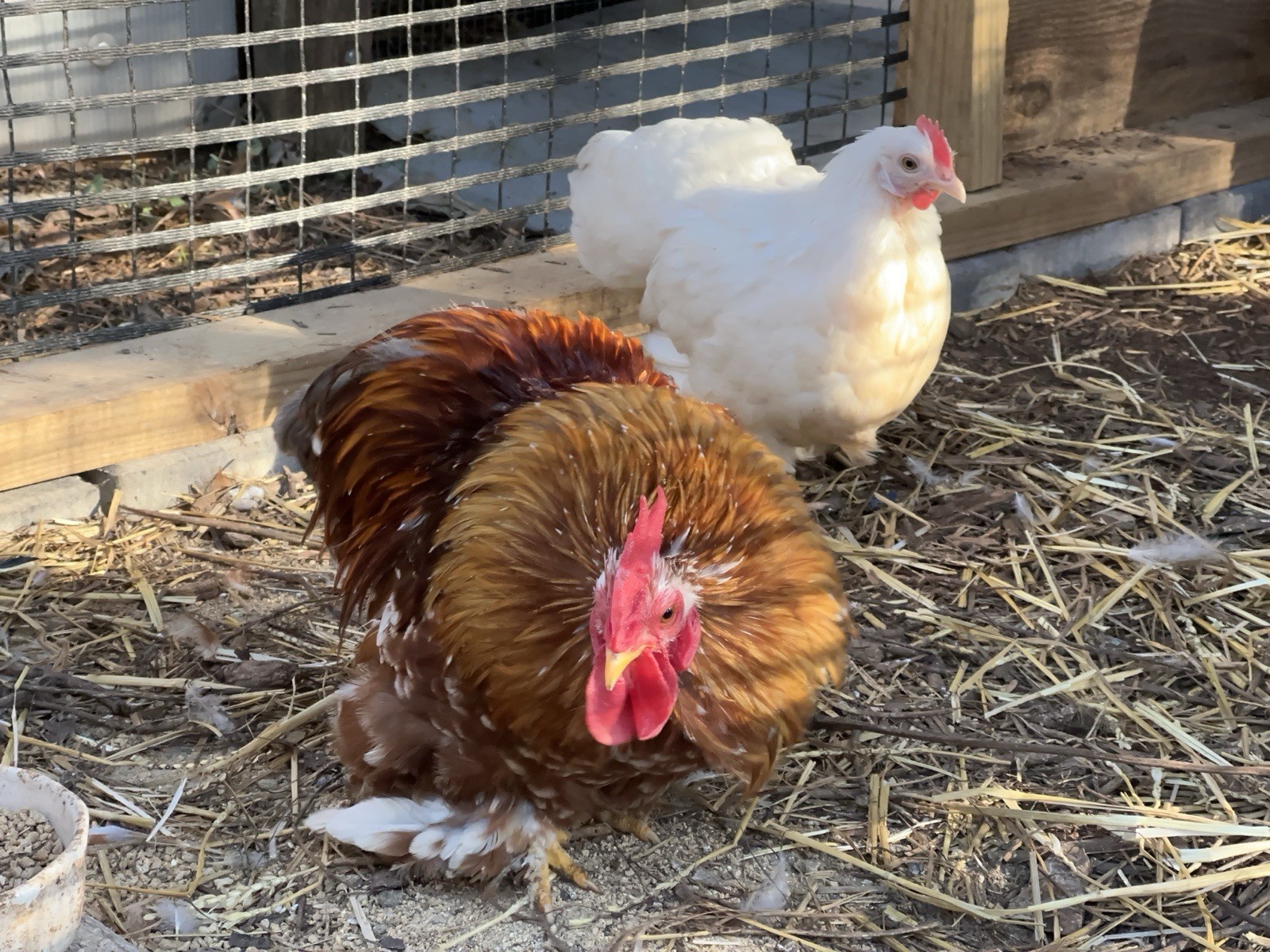 8 Mille Fleur Calico/Mottled Bantam Cochin Hatching Eggs | NPIP ...
