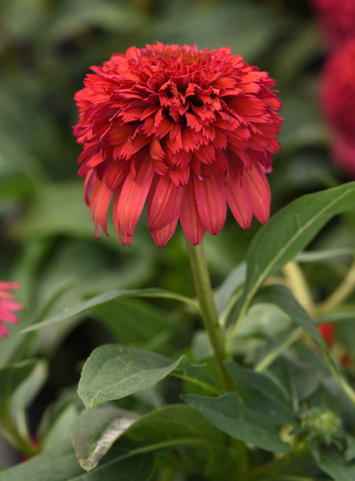Echinacea Sampler Live Perennial Plants/Plugs, 5 Plants, 5 Unique ...