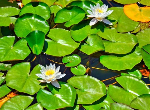 Lily Pads - Perennial Bare Root Live Garden Plant Outdoor | eBay
