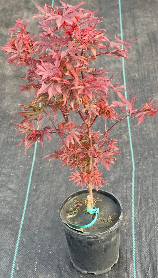 Acer palmatum 'Fireball' (Fireball Japanese maple) | eBay