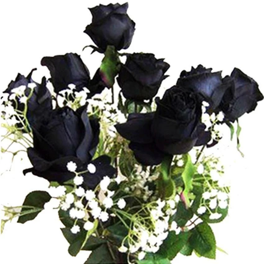 Black Rose Bush Plant
