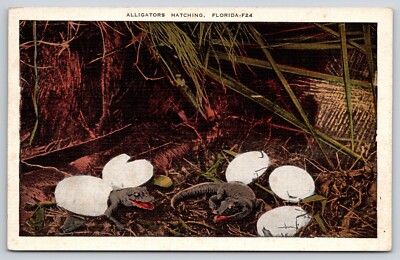 Alligator Eggs Hatching Florida Swamp Nest 1938 Postcard | eBay