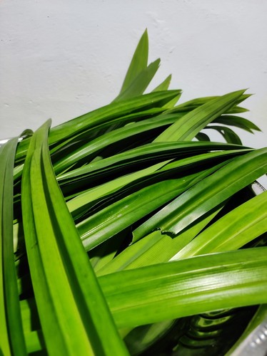 Ceylon Dried Pandan Leaves Rampa Leaves pure Organic pandanus Leaves ...