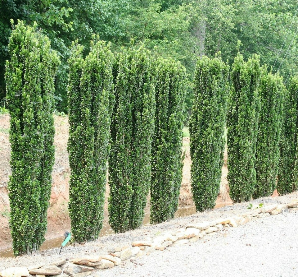 10 Sky Pencil Holly Shrubs/Trees/Hedges - 3-6" Tall Live Plants - 2.5 ...