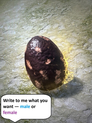 1005 MELEE (1222 100% IMP) CARCHAR ARK Survival Ascended ASA PVE (Carch ...