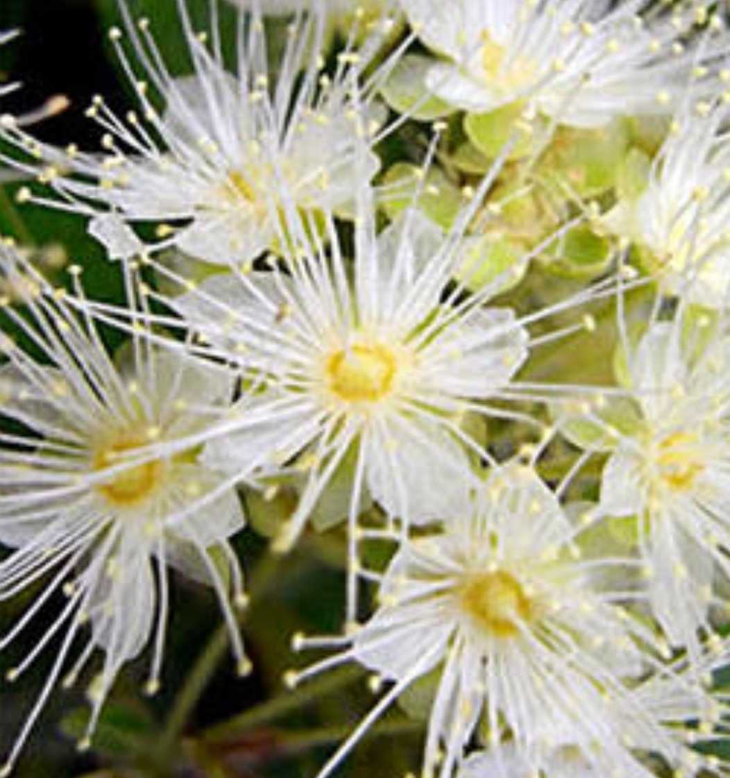 White Flowers And Buds Of The Australian Native Lemon, 53% OFF