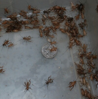 100 LIVE 1/2" medium sized banded crickets. | eBay