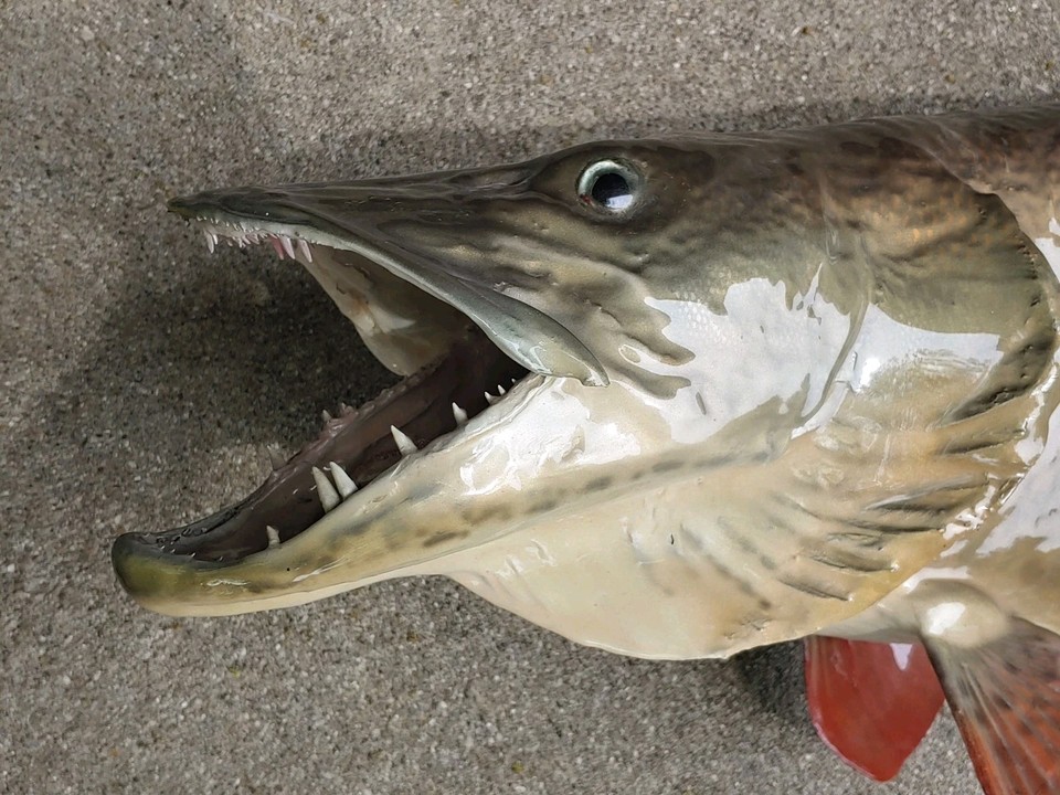 VTG REAL FISH TAXIDERMY 51" MUSKY WALL MOUNT By Lax 32.5lbs WI Lac ...
