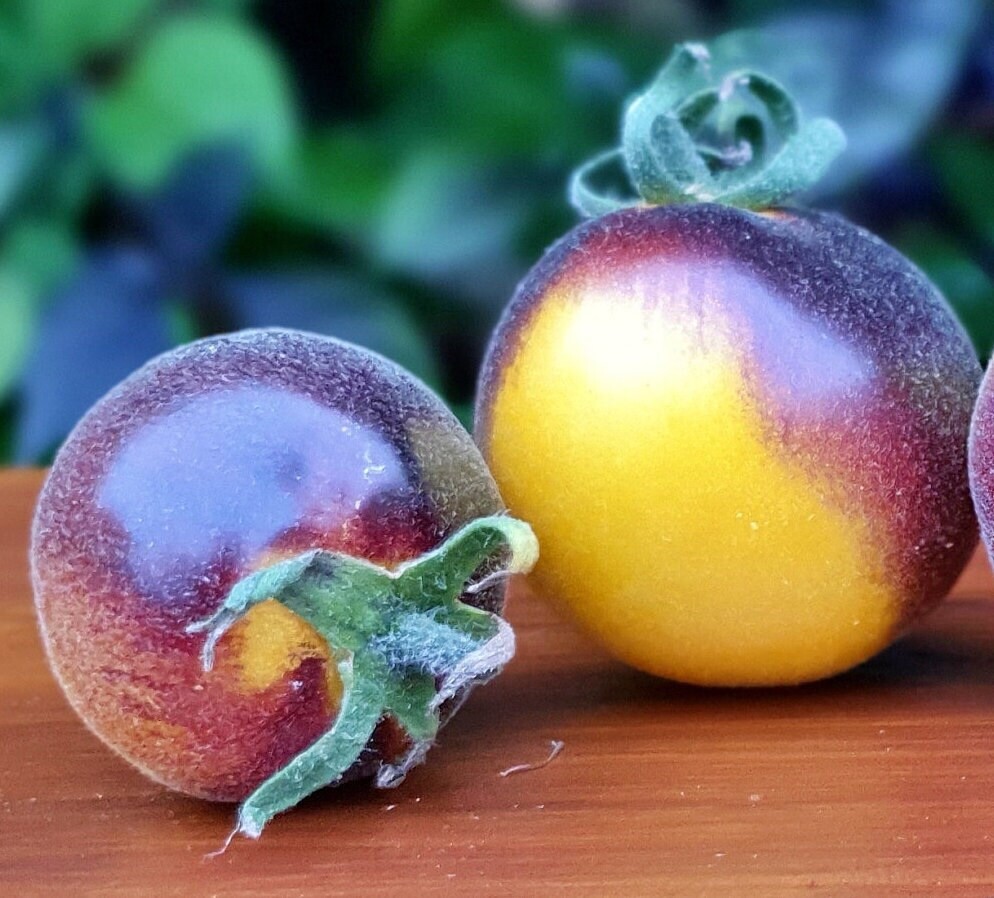 TOMATO 15 SEEDS WOOLY KATE INDIGO YELLOW BLACK CHERRY RARE EARLY ...