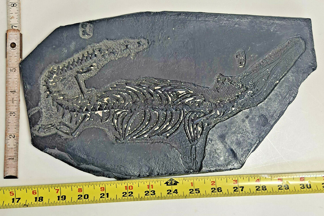 Mesosaurus Fossil Teeth