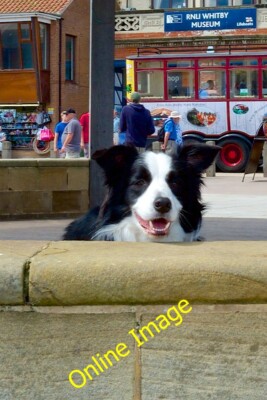 Photo 6x4 Watching Seagulls in the Whitby Bandstand outside the RNLI ...