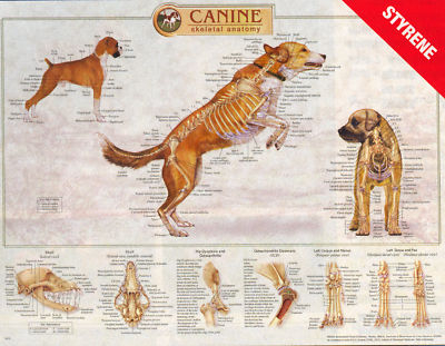 Internal Dog Anatomy Canine Anatomy Wall Charts SET OF 3 Skeletal