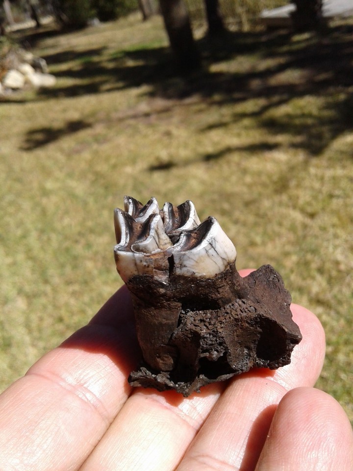 Bargain Museum Quality Camel Tooth In Jaw Florida Ice Age Extinct ...