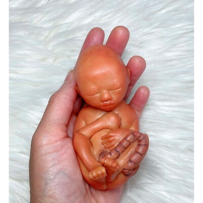 15 Weeks Baby Fetus, Stage of Fetal Development (Memorial/Miscarriage ...